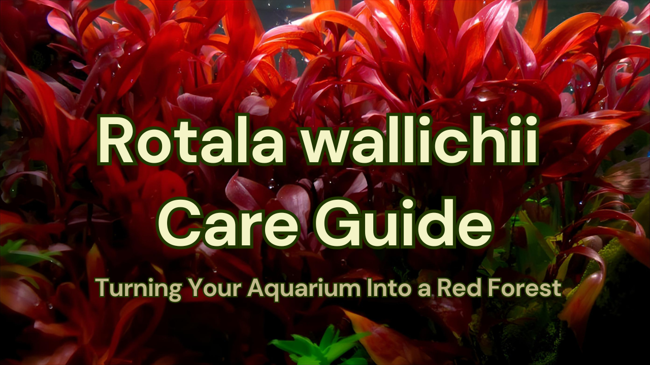 Rotala wallichii Care Guide: Turning Your Aquarium Into a Red Forest – Aquarium Products India