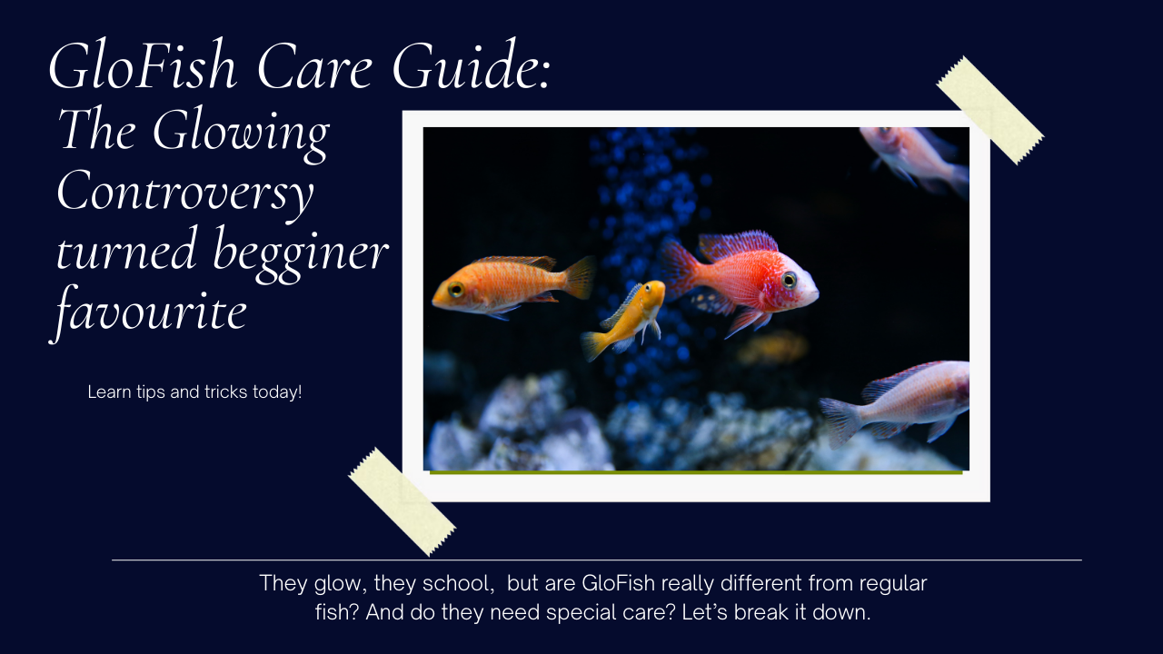 glofish breeding time