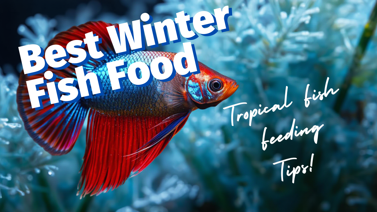 Best winter fish food for tropical fishes – Aquarium Products India