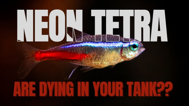 Neon Tetras Are Dying in Your Tank?? – Aquarium Products India