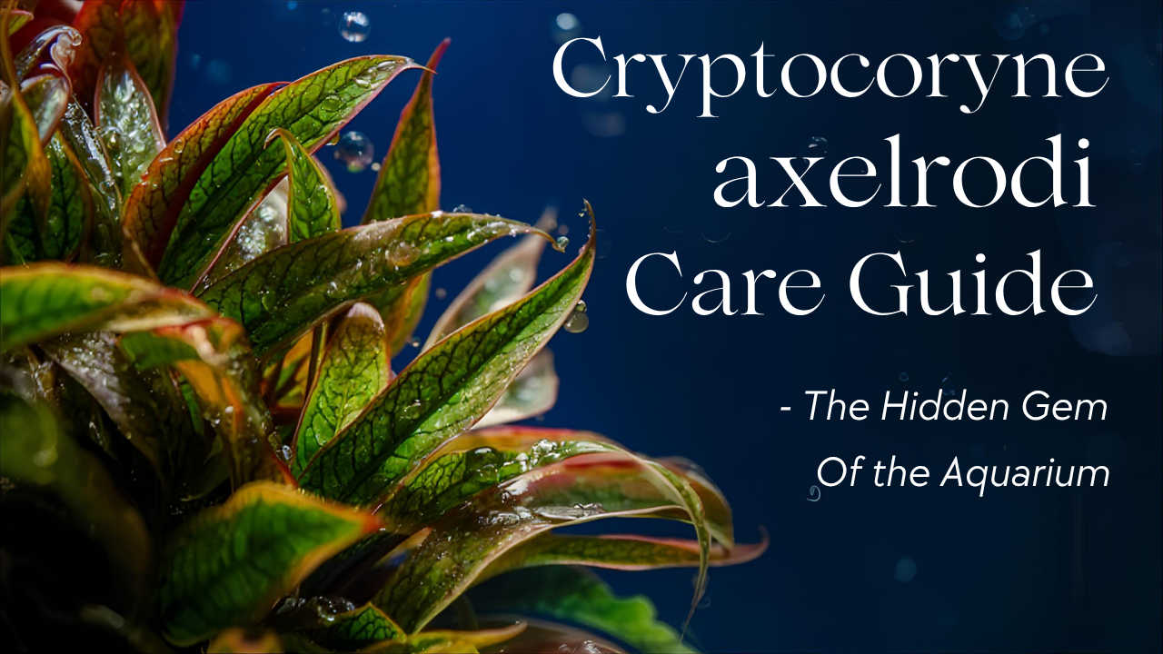 Cryptocoryne axelrodi Care Guide – The Hidden Gem of the Planted Aquar ...