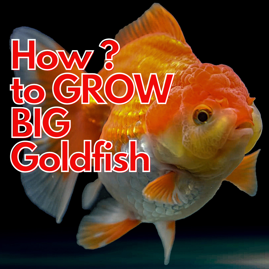 Life Aayu Goldfish Food: The Ultimate Ayurvedic Solution for Your Gold ...