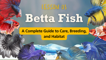 Betta Fish: A Complete Guide to Care, Breeding, and Habitat – Aquarium ...