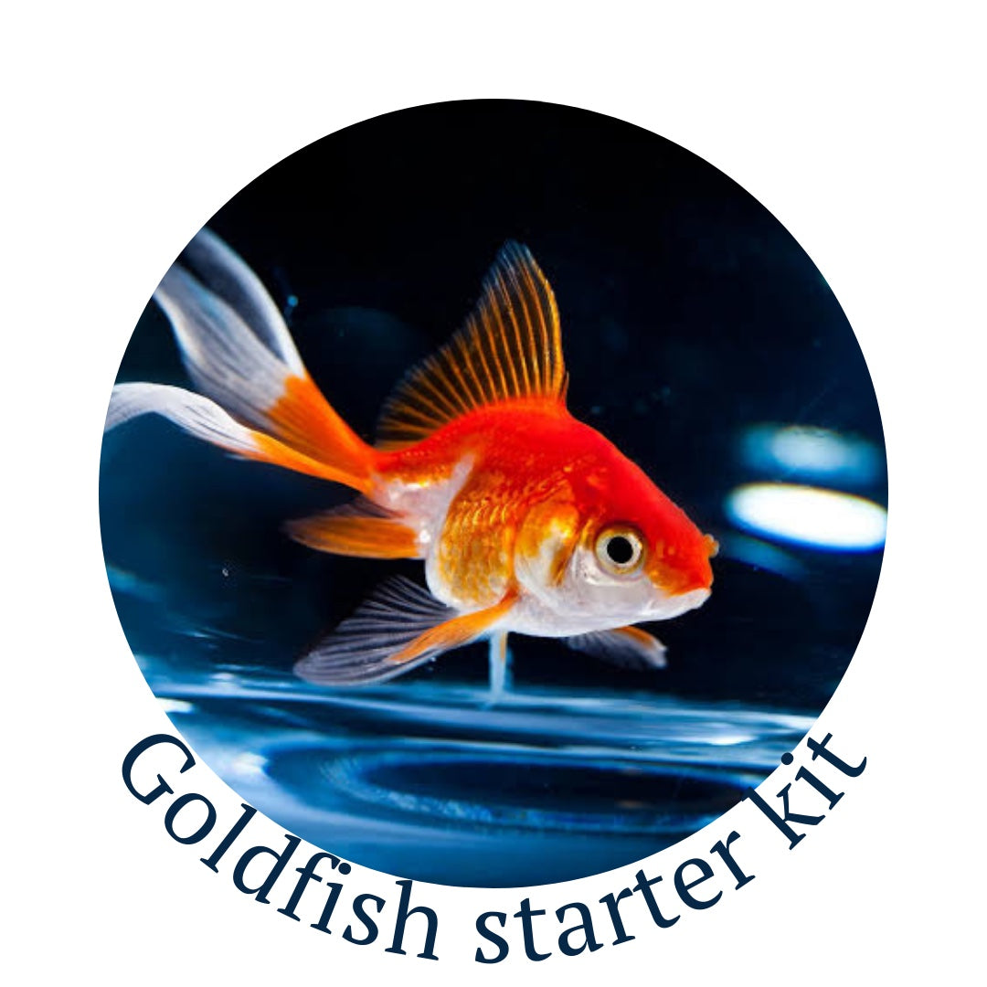 GOLDFISH STARTER KIT – Aquarium Products India