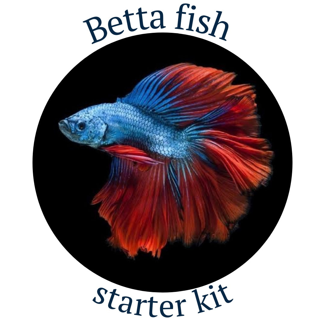 BETTA STARTER KIT – Aquarium Products India